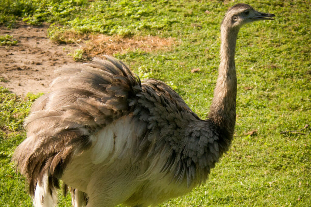 Greater rhea - Detroit Zoo