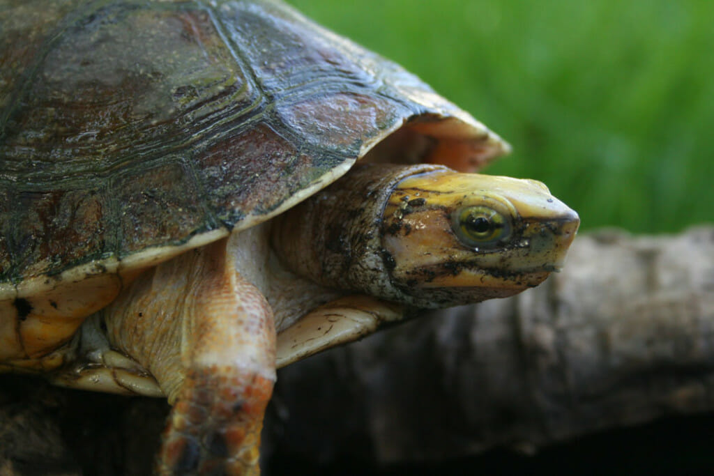 McCord's box turtle - Detroit Zoo