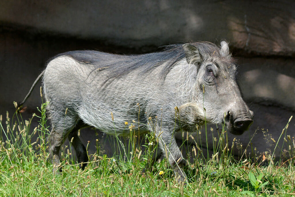 Warthog - Detroit Zoo