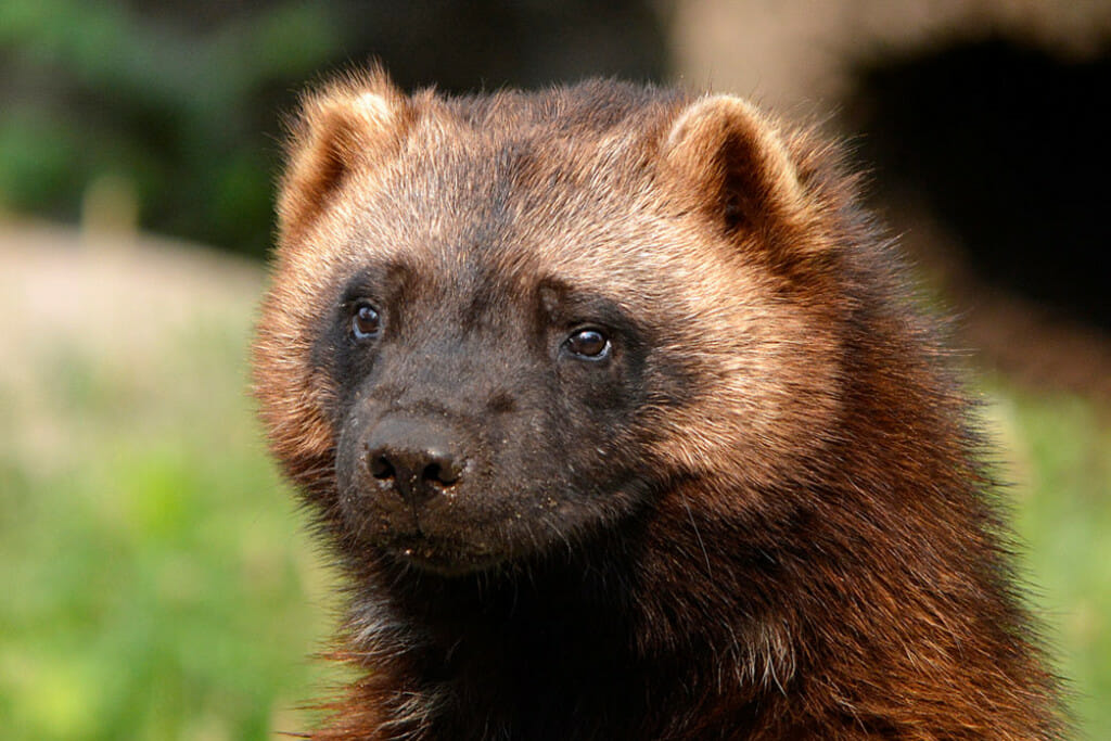 Wolverine - Detroit Zoo