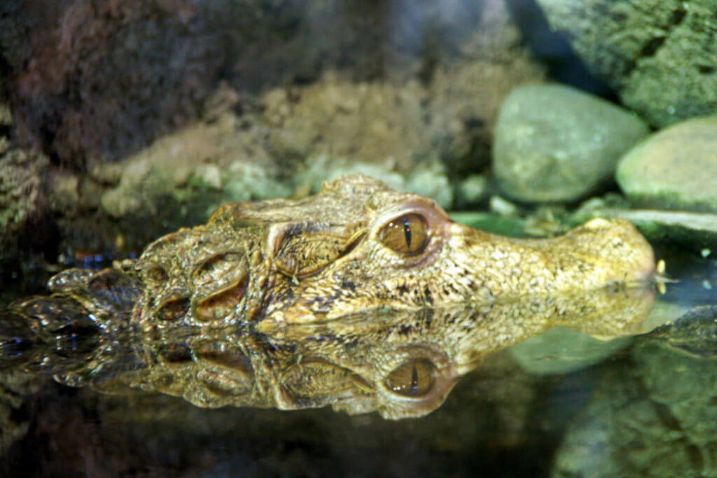 Dwarf caiman - Detroit Zoo