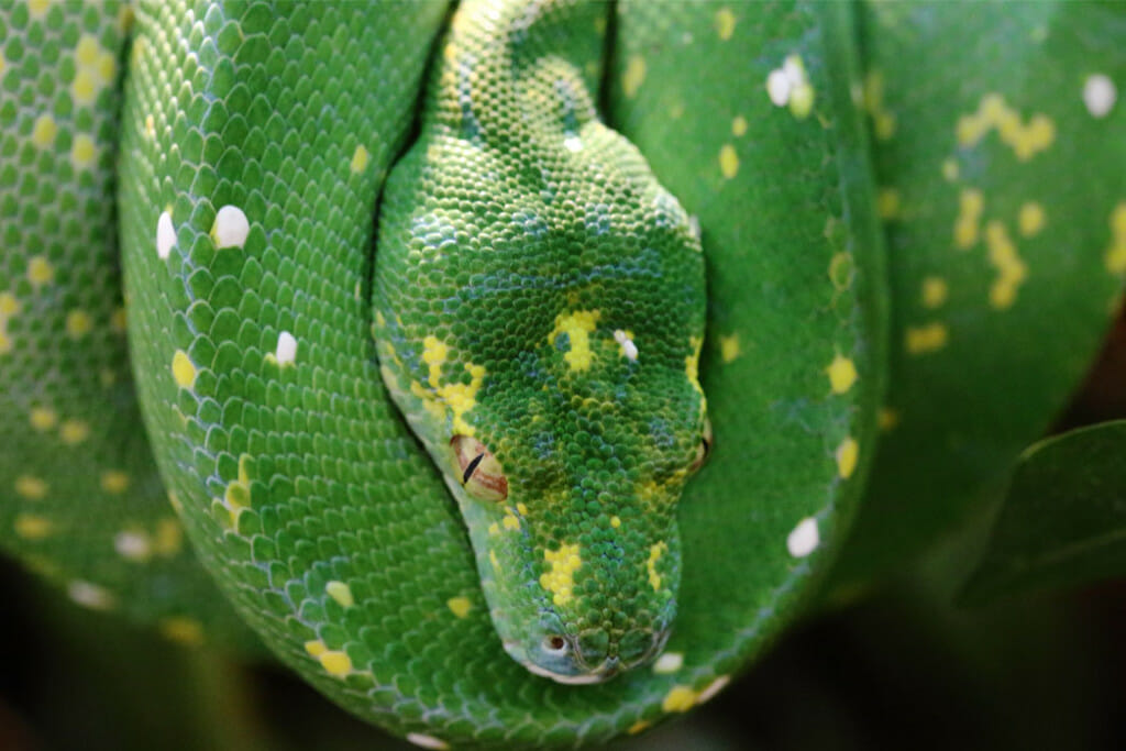 Green tree python - Detroit Zoo