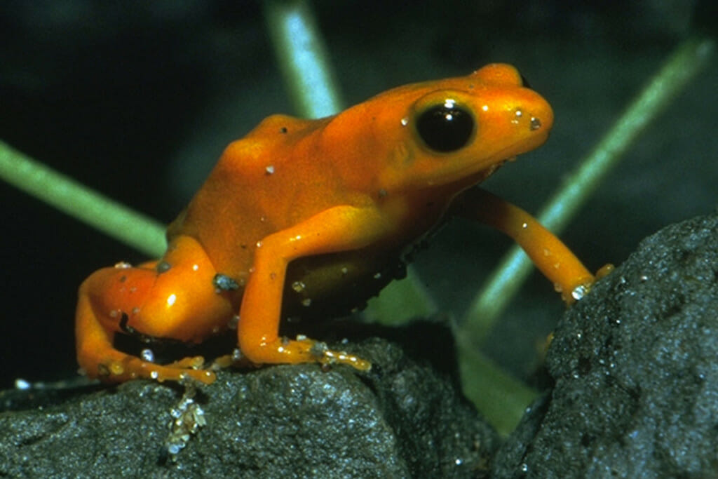 Mantella frog - Detroit Zoo
