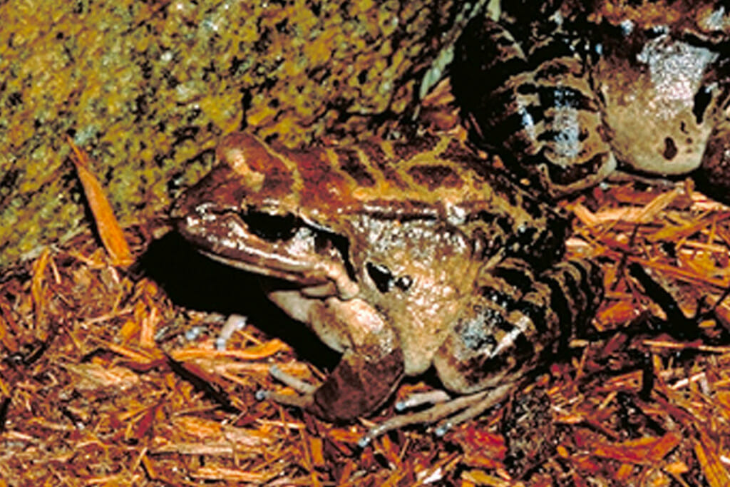 Mountain chicken frogs - Detroit Zoo