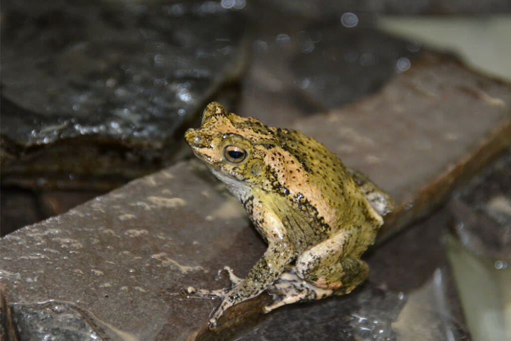 Puerto Rican crested toad - Detroit Zoo