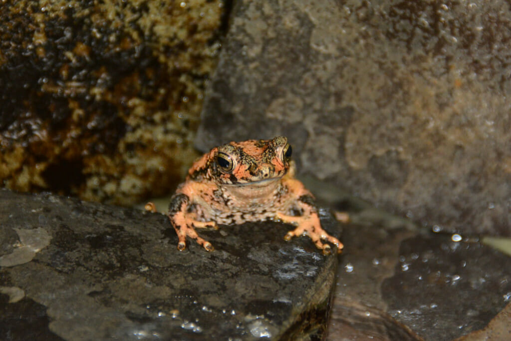 Puerto Rican crested toad - Detroit Zoo