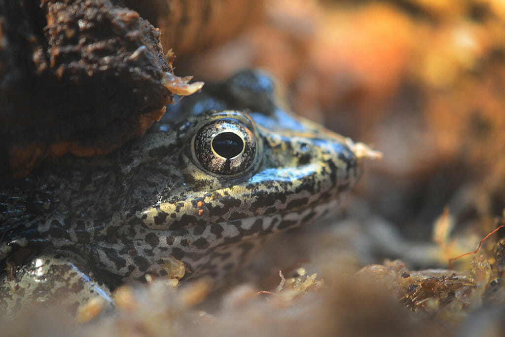 Dusky gopher frog - Detroit Zoo