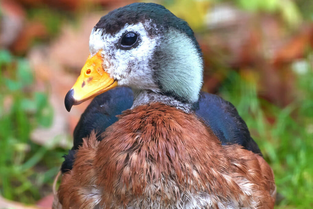 African pygmy goose - Detroit Zoo
