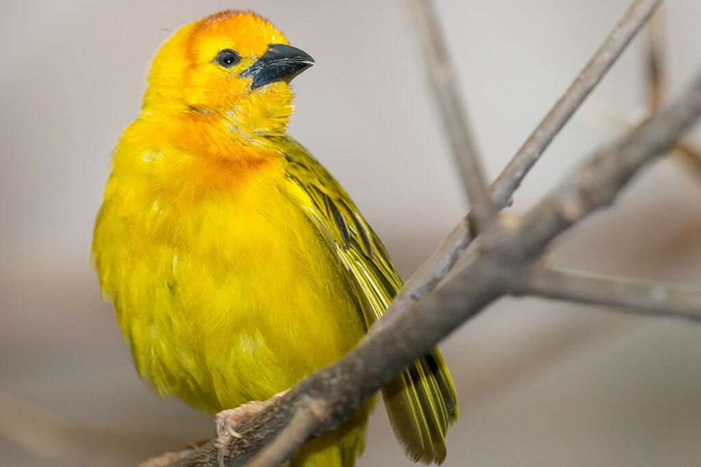 Taveta golden weaver - Detroit Zoo