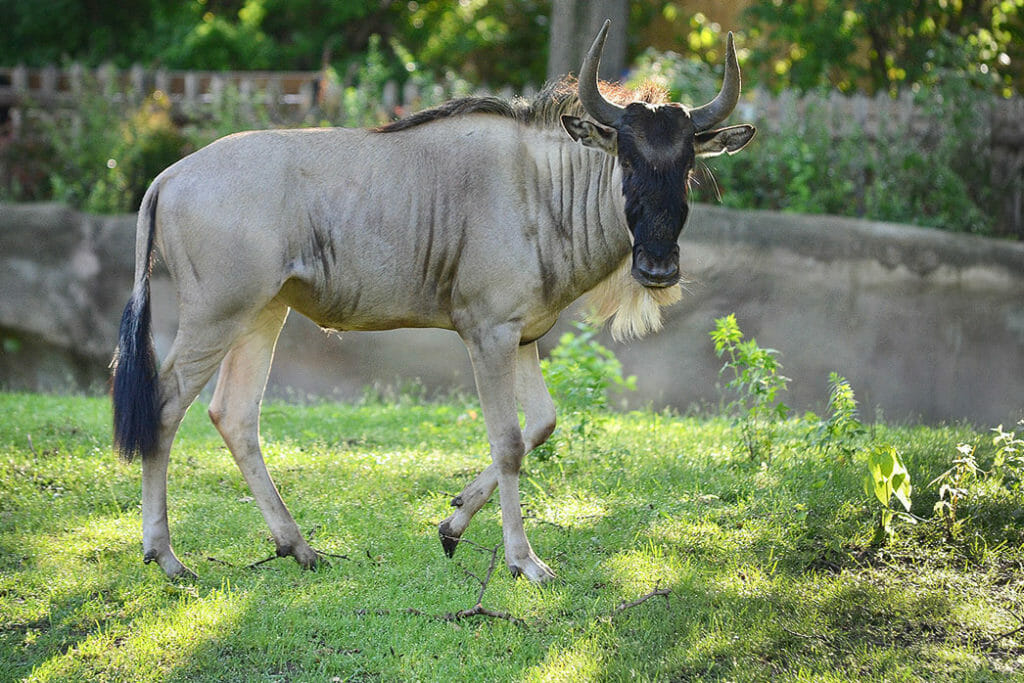 Wildebeest - Detroit Zoo