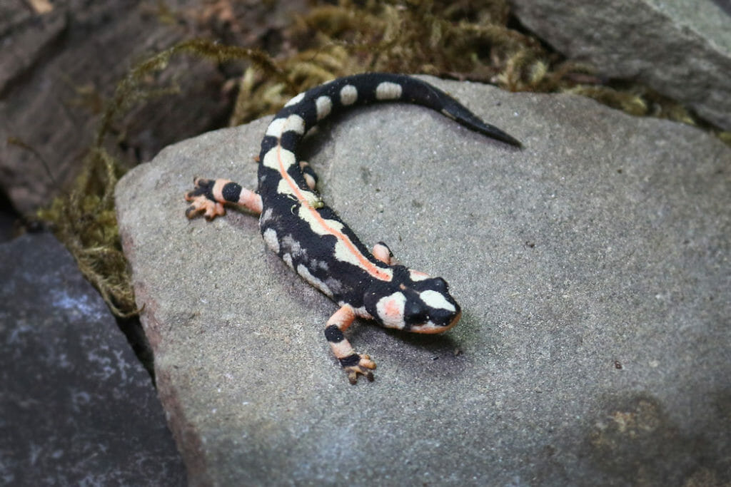 Emperor spotted newt - Detroit Zoo