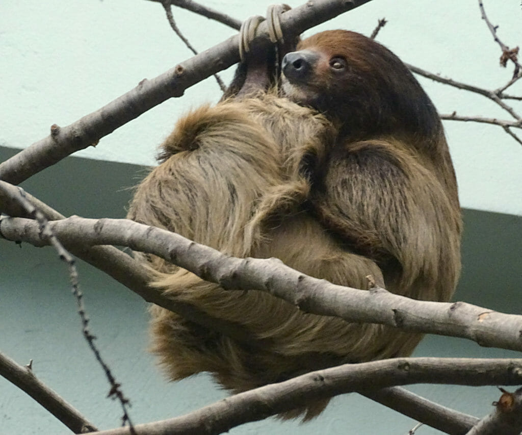 Animal Rescues - Detroit Zoo