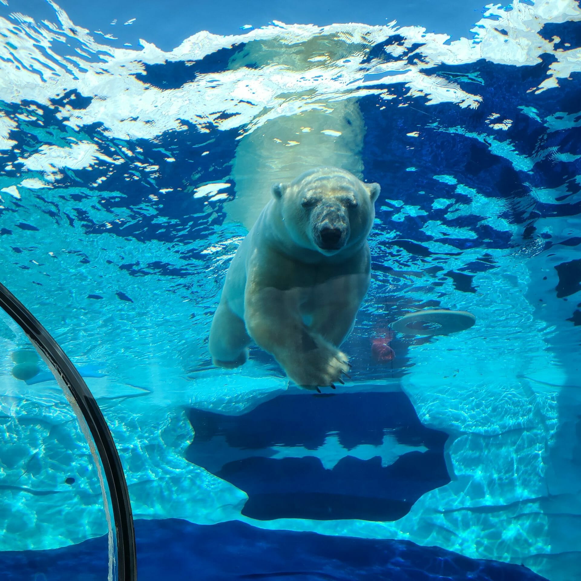 Virtual Learning Lab - Conservation Series - Detroit Zoo