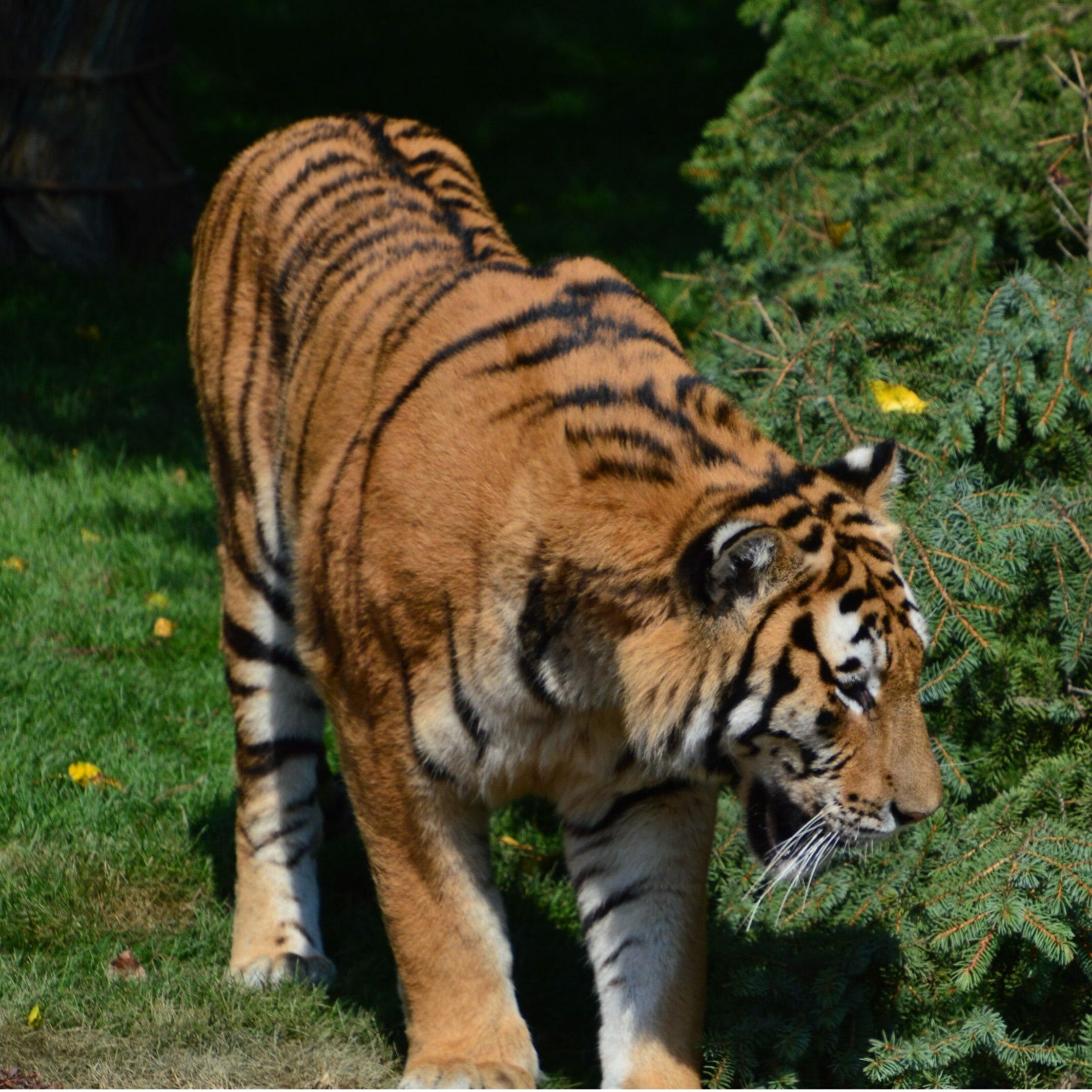 Virtual Learning Lab - Conservation Series - Detroit Zoo