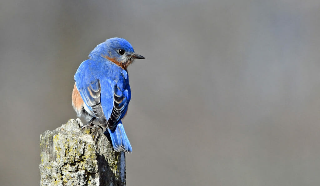 Global Bird Rescue - Detroit Zoo
