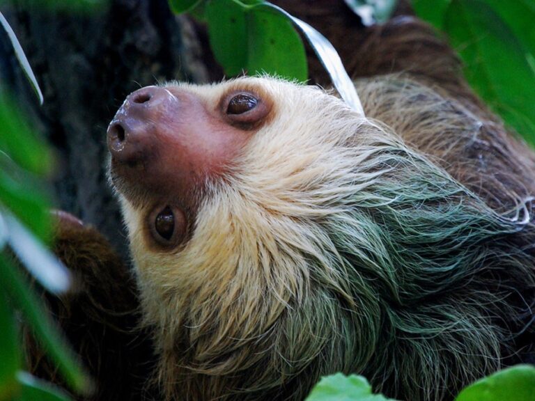 Sloth - Detroit Zoo